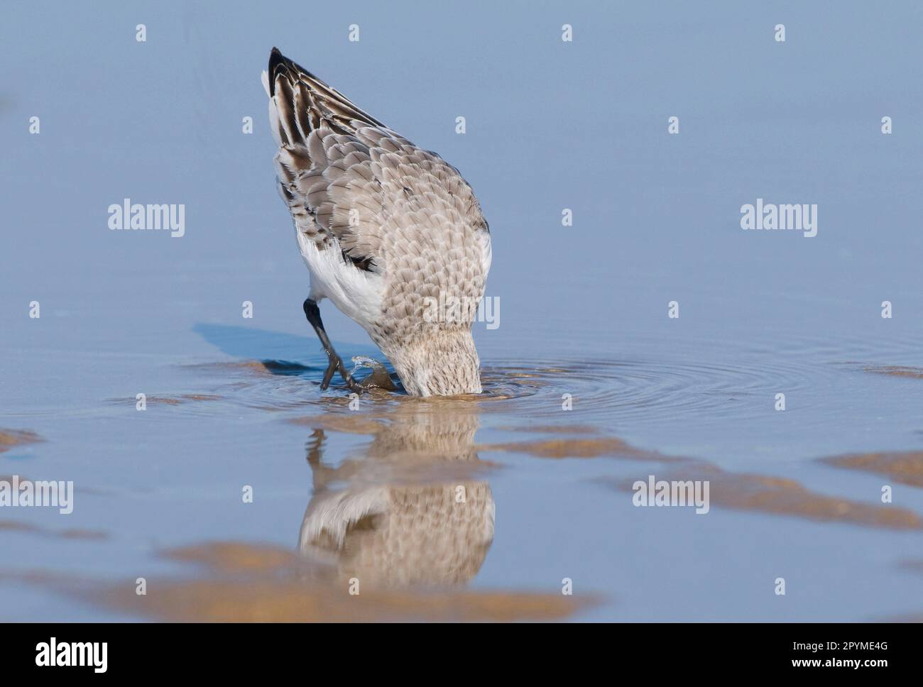Sanderling (Calidris alba) adult, winter plumage, foraging with head ...