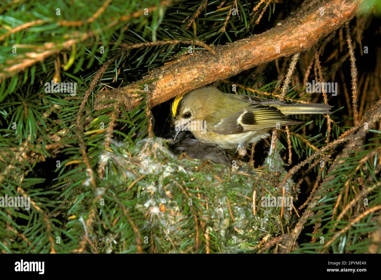 Goldcrest (Regulus regulus), Winter Goldcrest, Goldcrest, Songbirds, Animals, Birds, Goldcrest ...