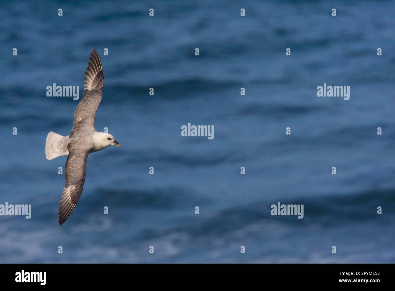 Northern fulmar, fulmars, fulmars, tube-nosed, animals, birds, Northern ...