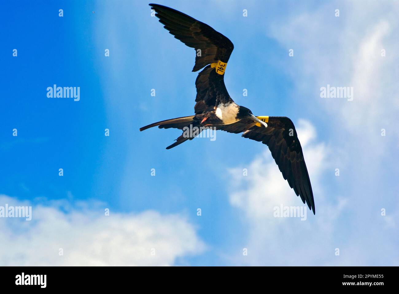 Magnificent Frigatebird, magnificent frigatebirds (Fregata magnificens ...