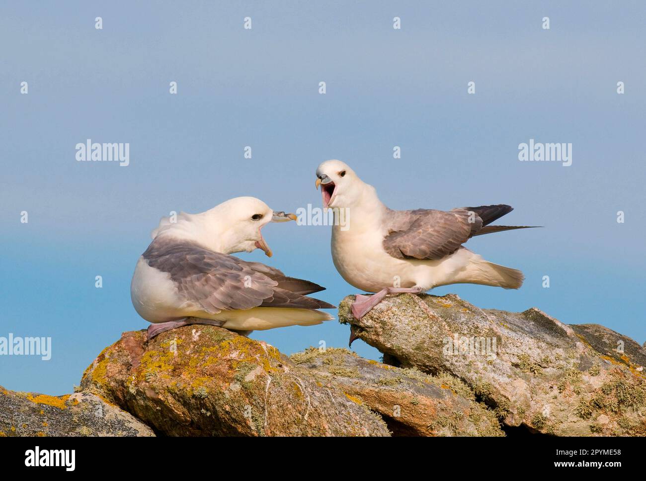 Monach islands hi-res stock photography and images - Alamy