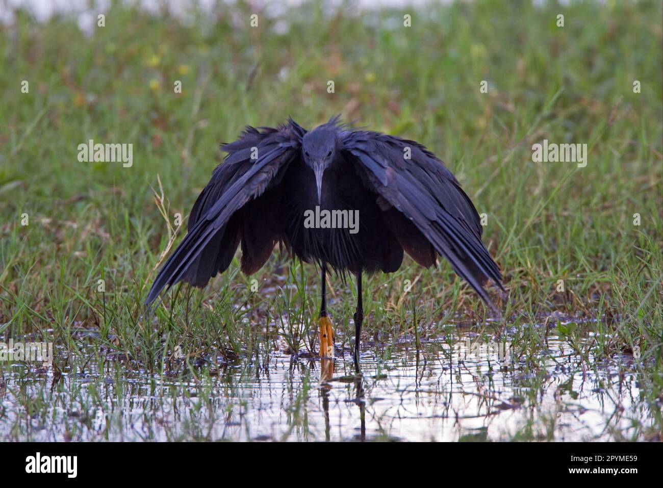 Black black heron (Egretta ardesiaca) adult, fishing in pool, Okavango ...