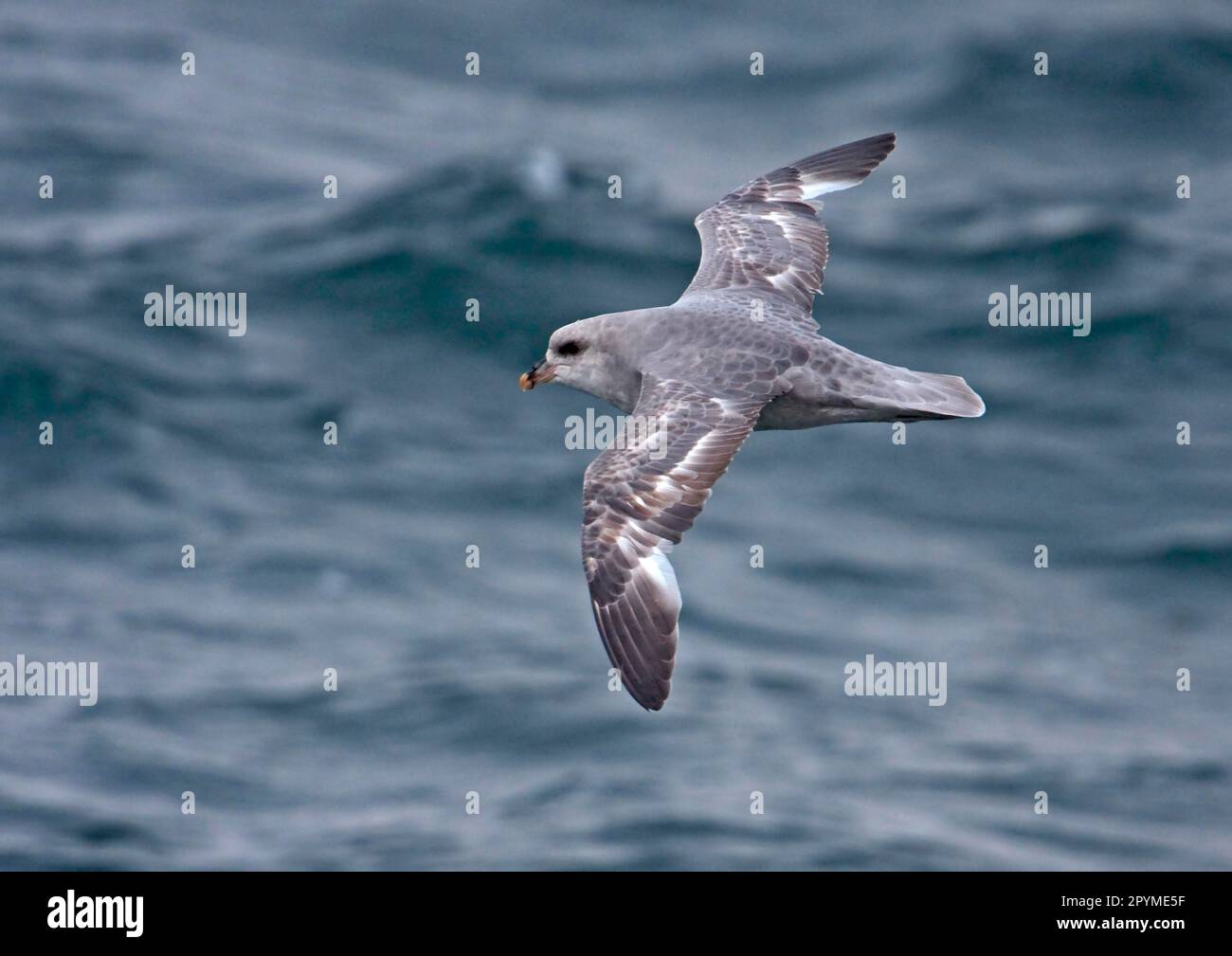 Fulmar, fulmars, tube-nosed, animals, birds, Northern Fulmar (Fulmaris ...