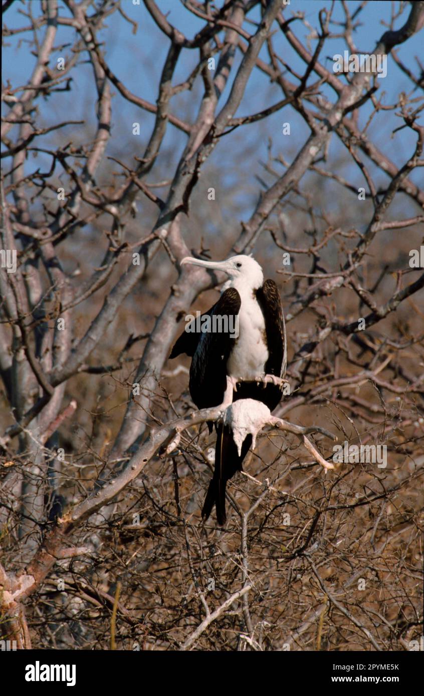 Magnificent Frigatebird, magnificent frigatebirds (Fregata magnificens ...