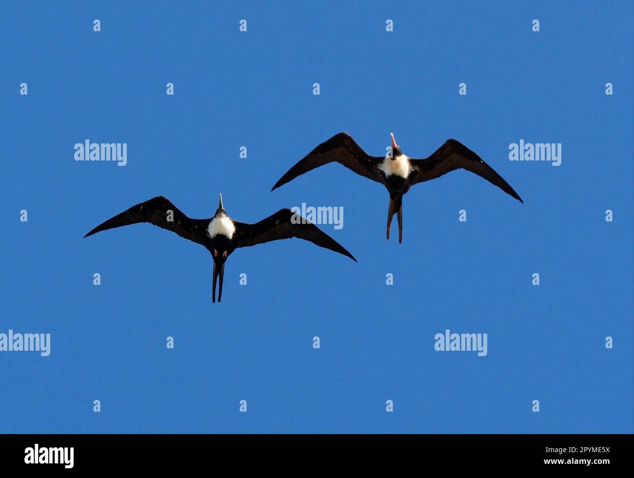 Lesser Frigatebird