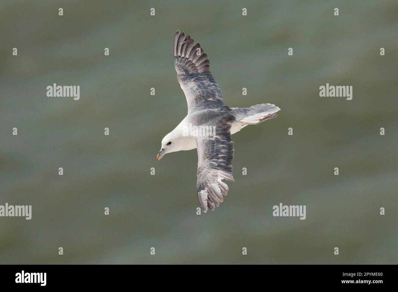 Northern fulmar, fulmars, tube-nosed, animals, birds, Northern fulmar ...