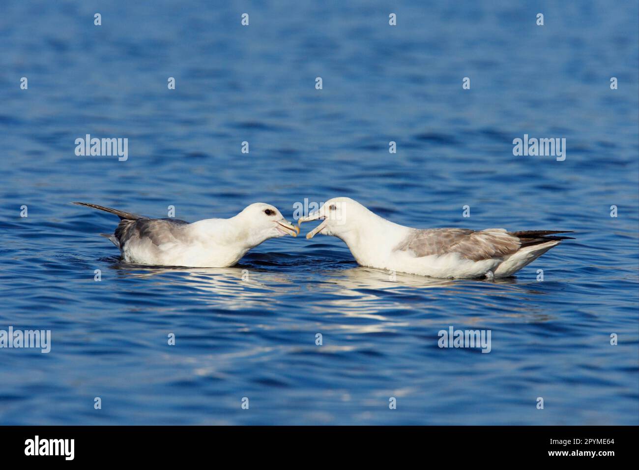 Fulmar, fulmars, tube-nosed, animals, birds, Northern Fulmar (Fulmaris ...