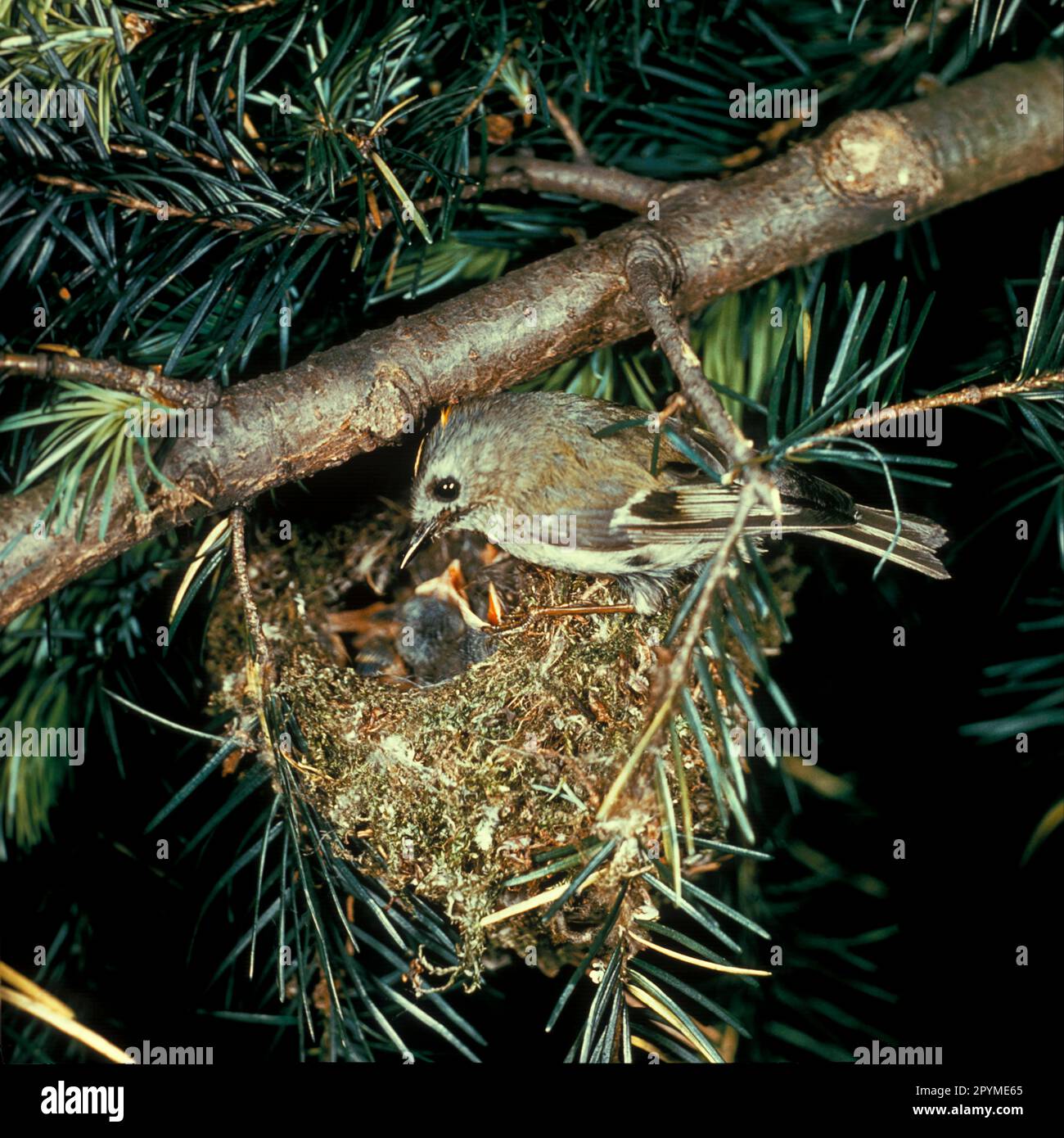 Goldcrest (Regulus regulus), Winter Goldcrest, Goldcrest, Songbirds ...