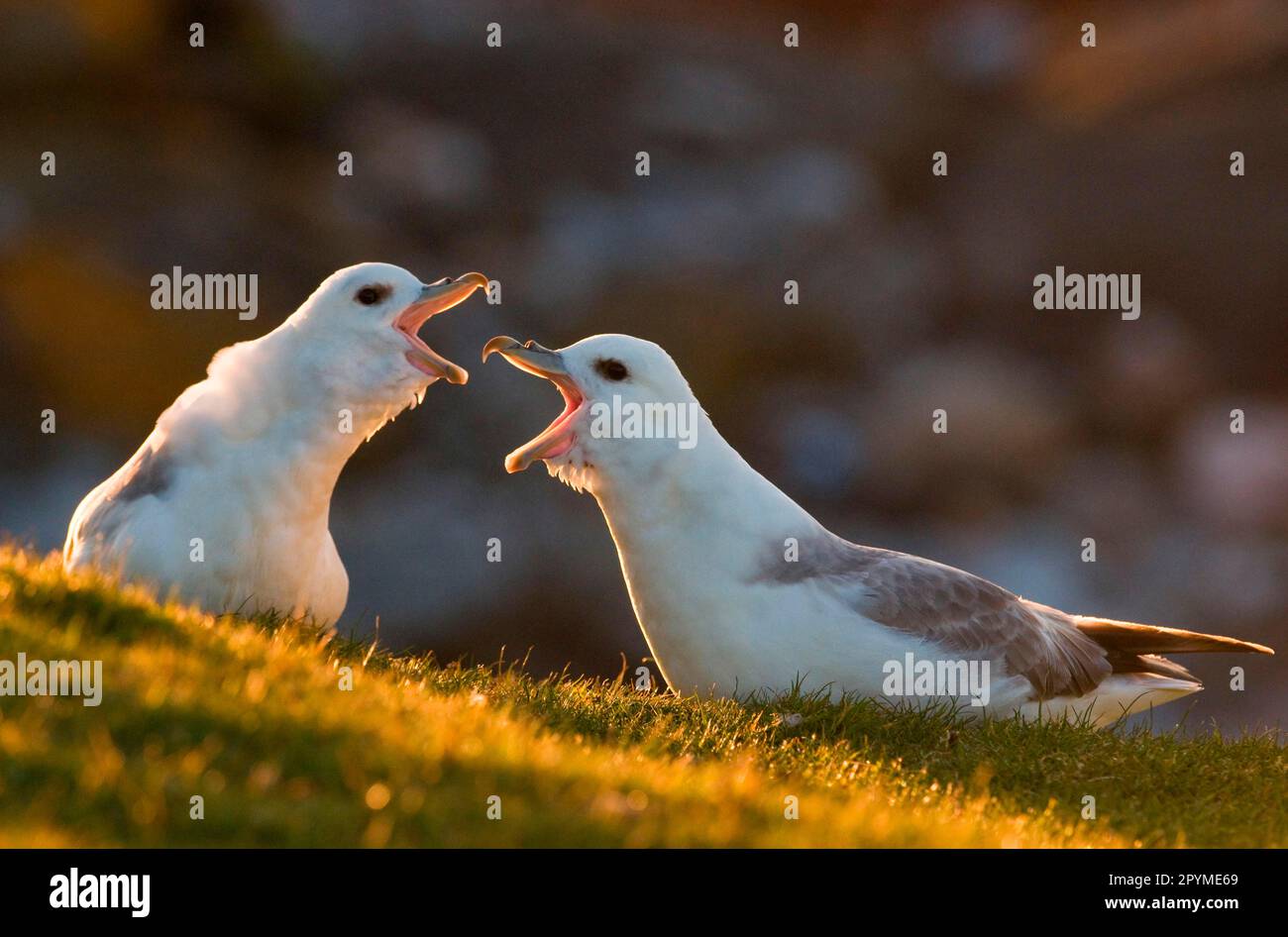 Monach islands hi-res stock photography and images - Alamy