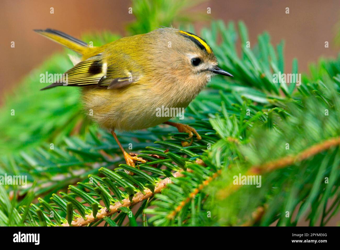 Goldcrest (Regulus regulus), winter goldcrest, winter goldcrest, winter ...