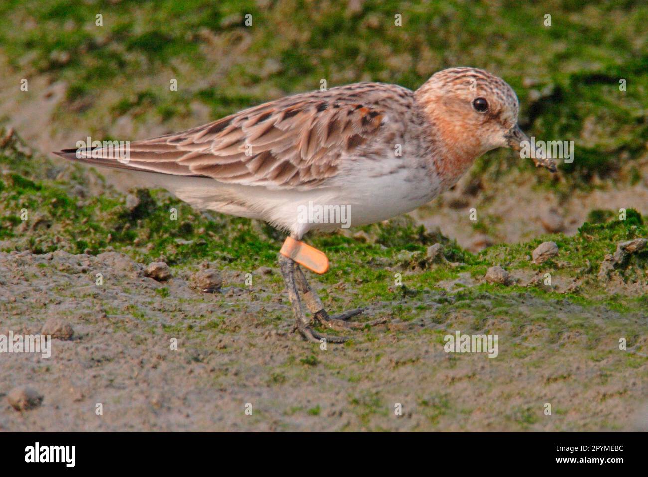 Red-necked stint (Calidris ruficollis), Animals, Birds, Waders, Red ...