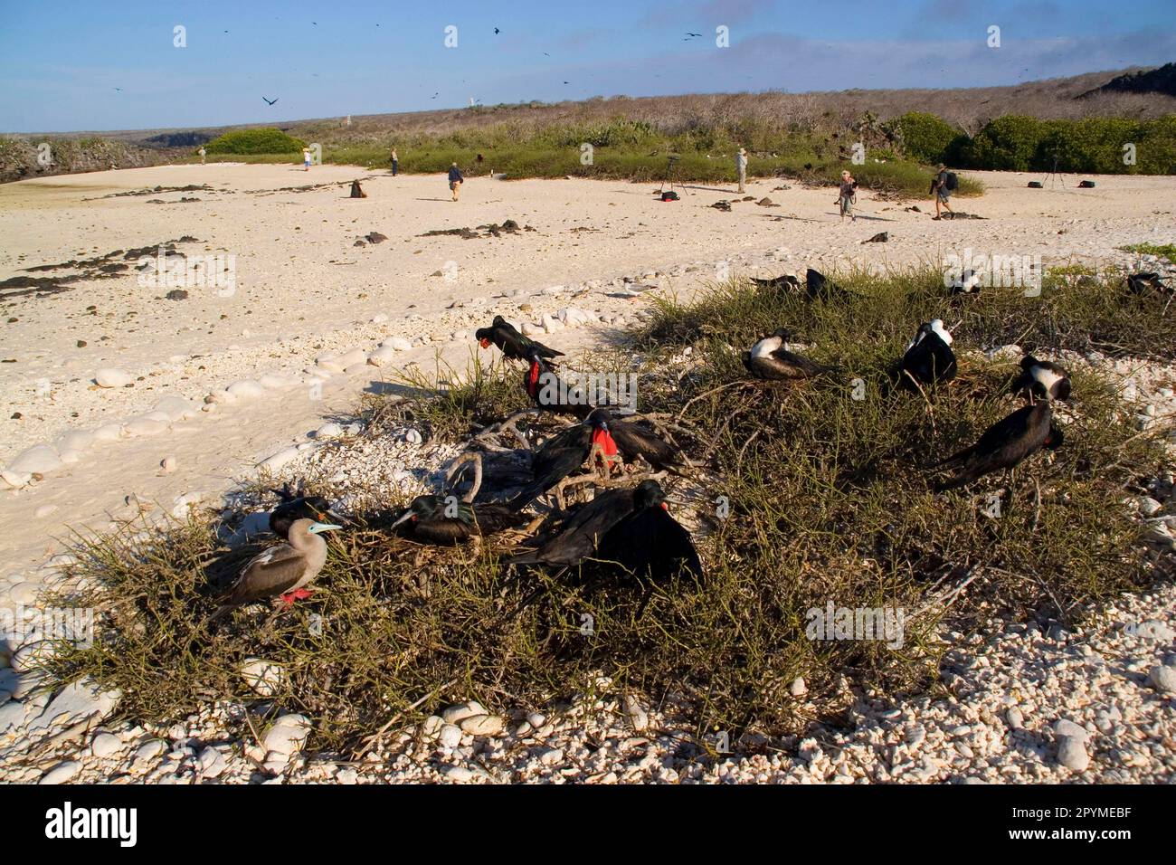 Banded Frigatebird, Banded Frigatebird, Banded Frigatebirds ...