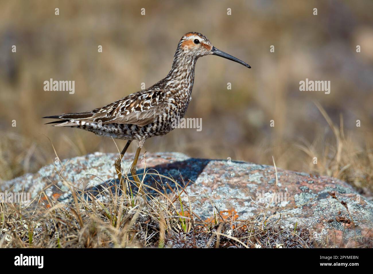 Micropalama himantopus, stilt sandpiper (Calidris himantopus), animals ...