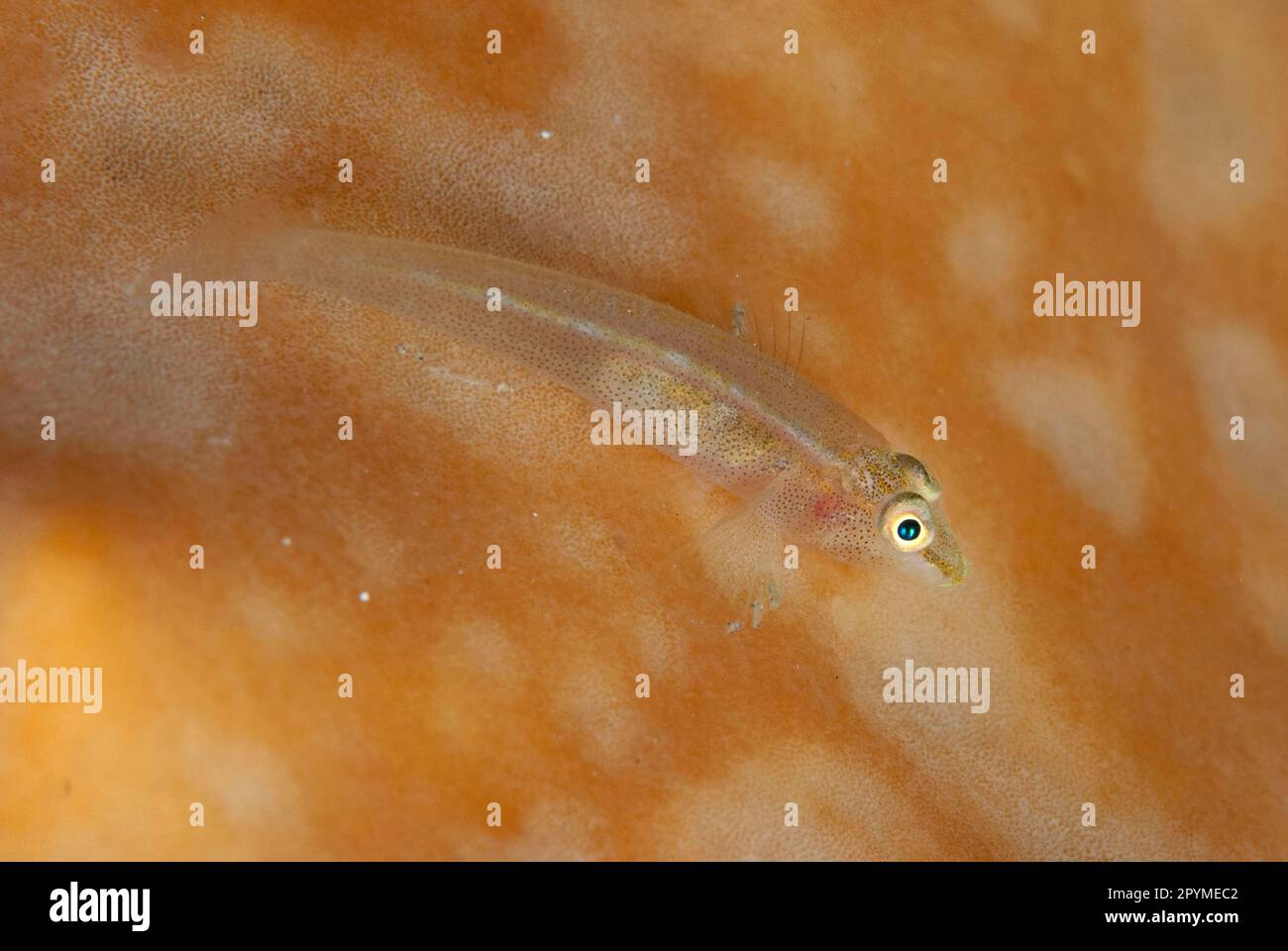 Pleurosicya fringilla hi-res stock photography and images - Alamy