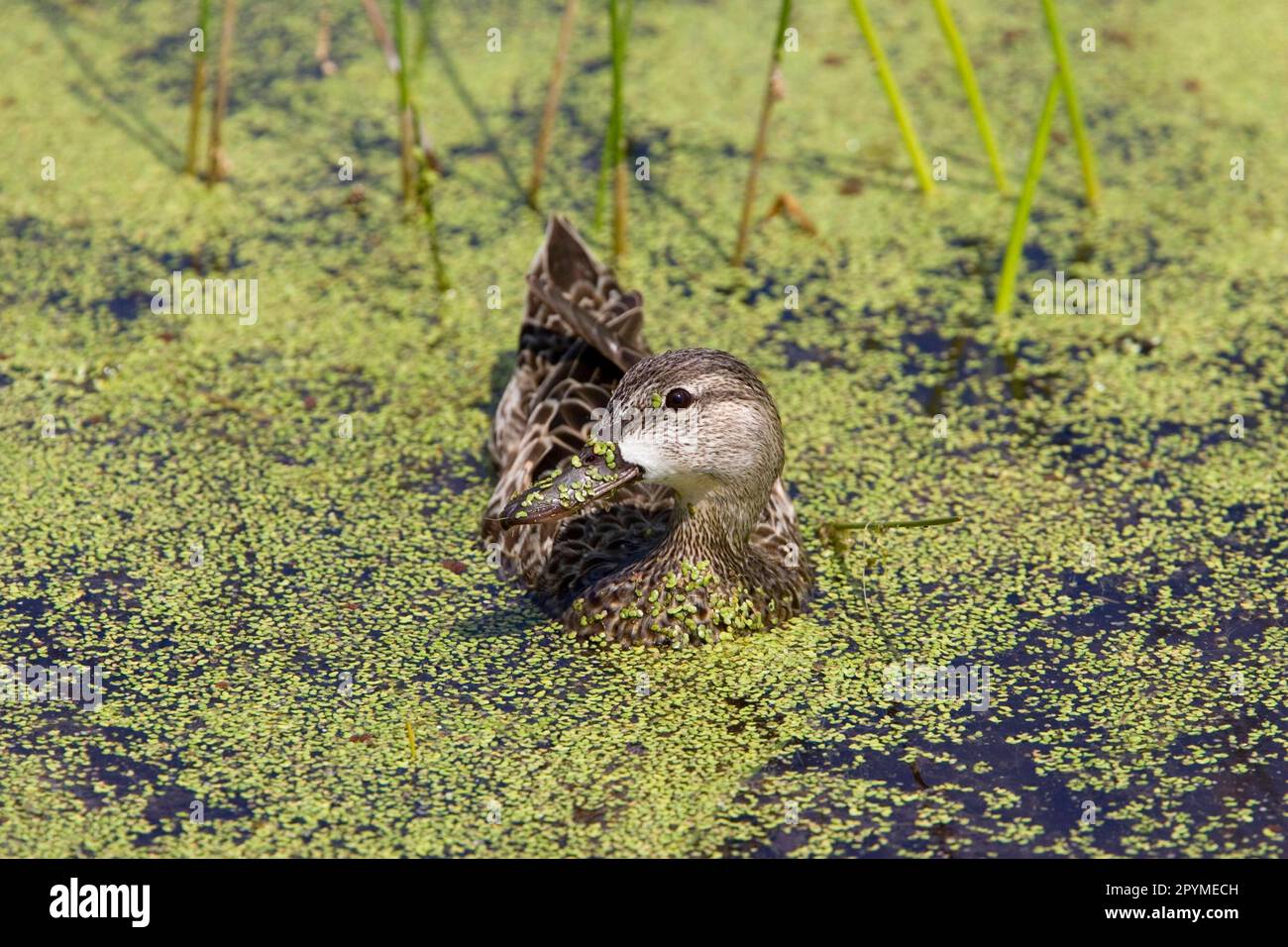 Blue winged teal (Anas discors), female Stock Photo - Alamy