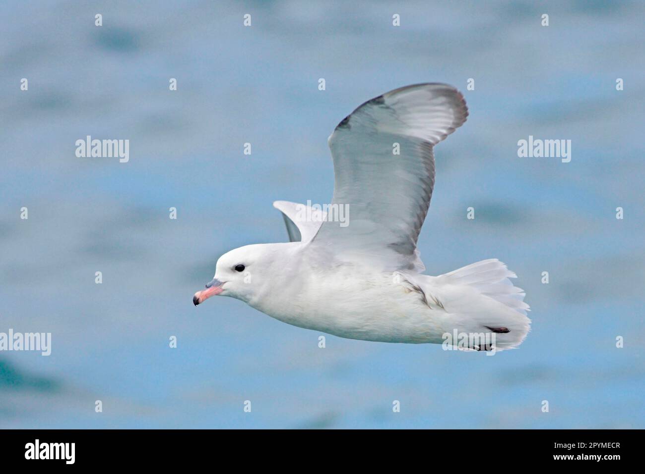 Silver Petrel, Antarctic fulmar (Fulmarus glacialoides), southern ...