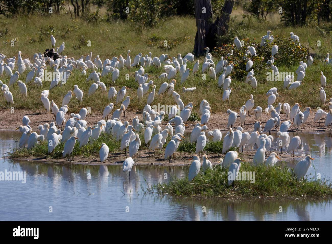 Cattle Egret Flock Stock Photo - Alamy