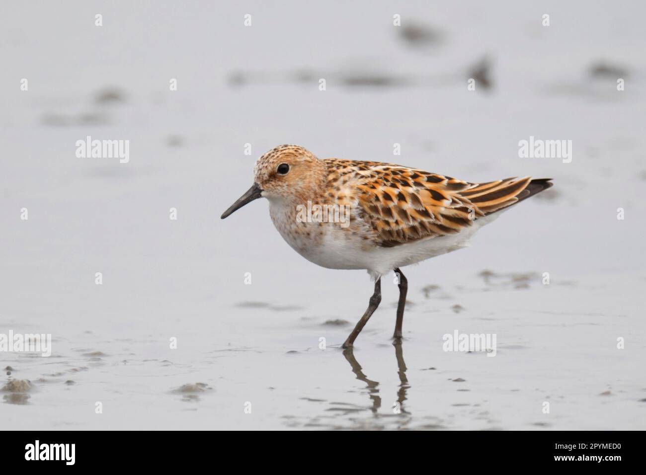 Mating sea birds hi-res stock photography and images - Alamy