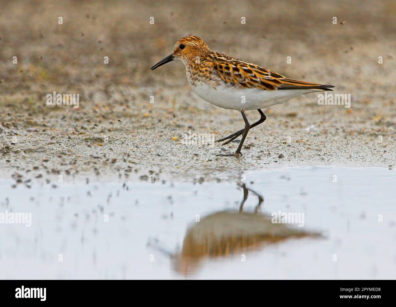 Little stint (Calidris minuta), Little Stint, animals, birds, waders ...