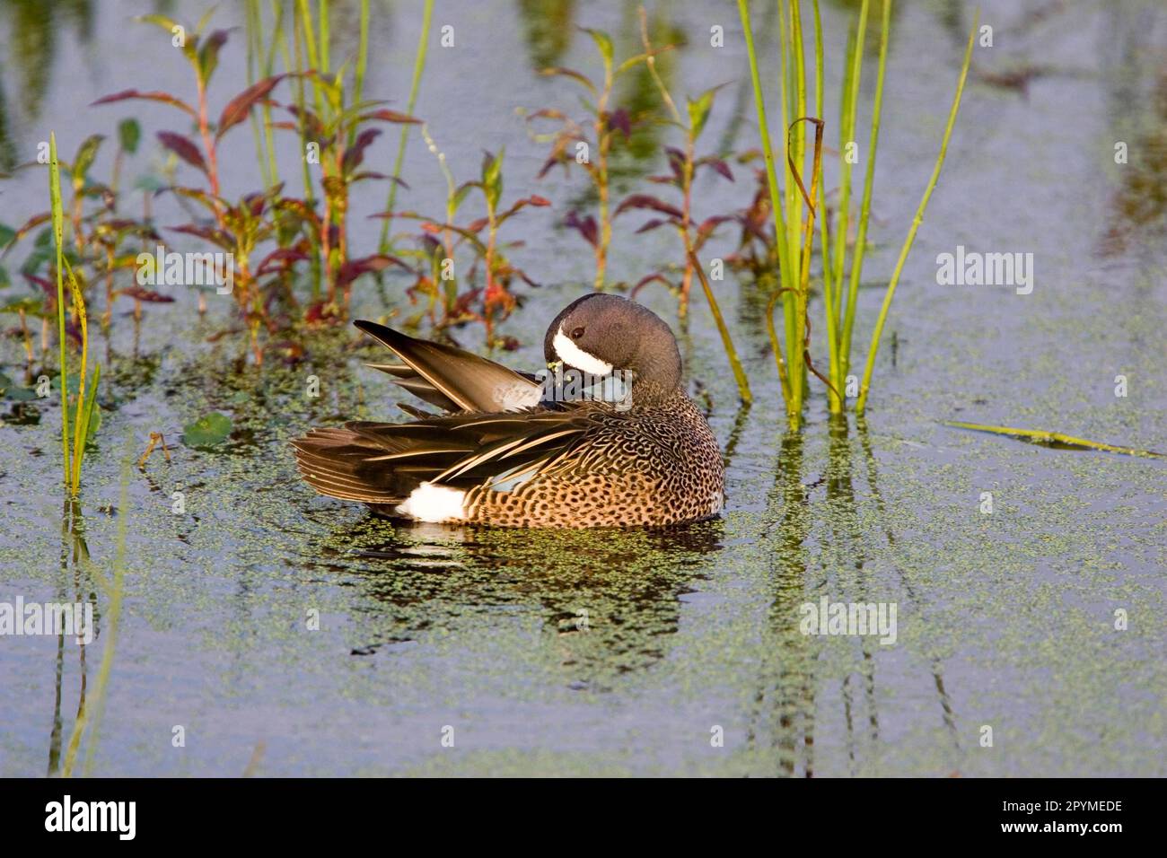Blue winged teal (Anas discors), male, preening Stock Photo - Alamy