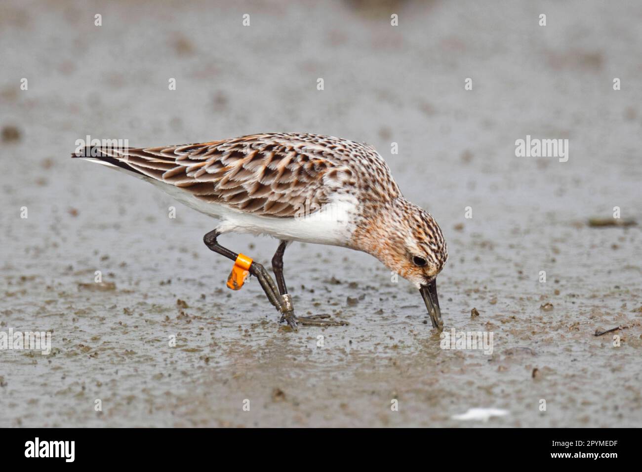 Red-necked stint (Calidris ruficollis) adult, pre-brooded plumage, with ...