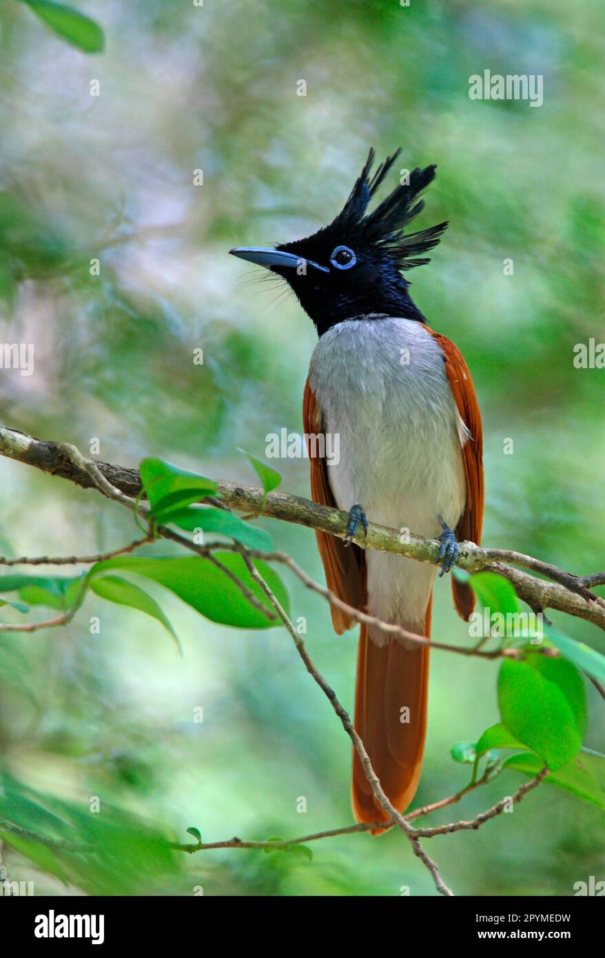 Asian Paradise-flycatcher (Terpsiphone paradisi ceylonensis) sub-adult ...