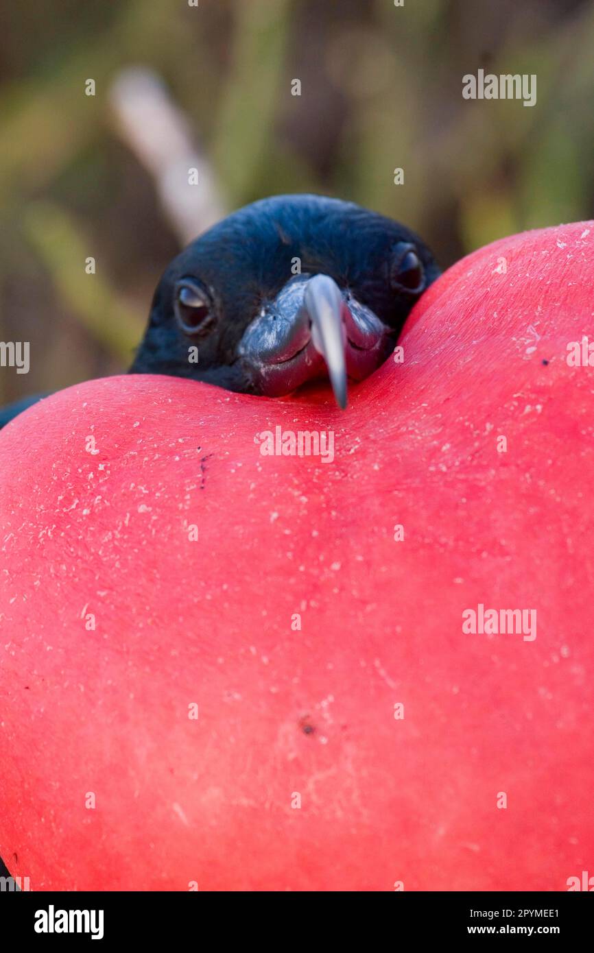 Banded Frigatebird, Banded Frigatebird, Banded Frigatebirds ...