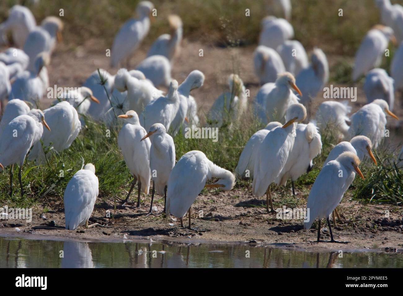 Cattle egret (Bubulcus ibis), Heron, Animals, Birds, Cattle Egret group ...