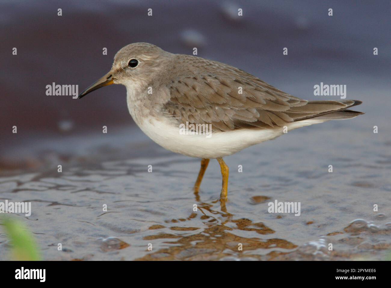 Temminck's stint (Calidris temminckii), Temminck's Stint, animals ...
