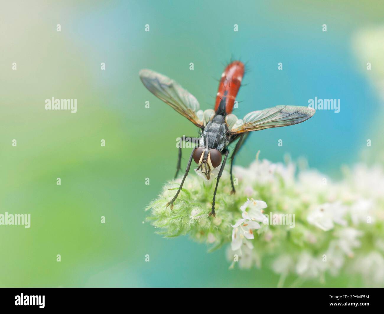 Caterpillar fly hi-res stock photography and images - Alamy