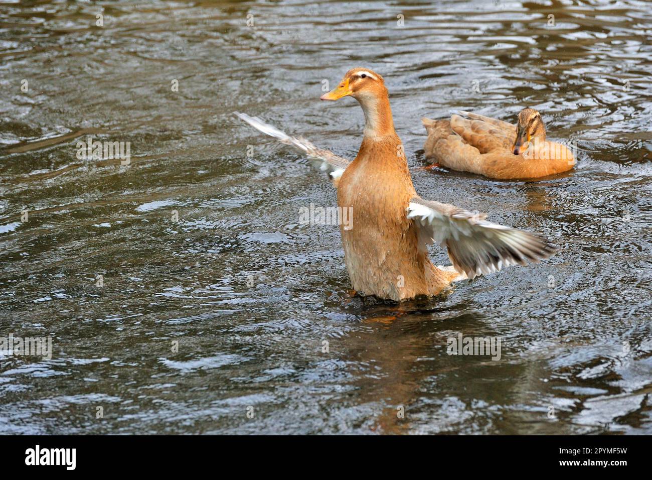 Pomeranian ducks hi-res stock photography and images - Alamy