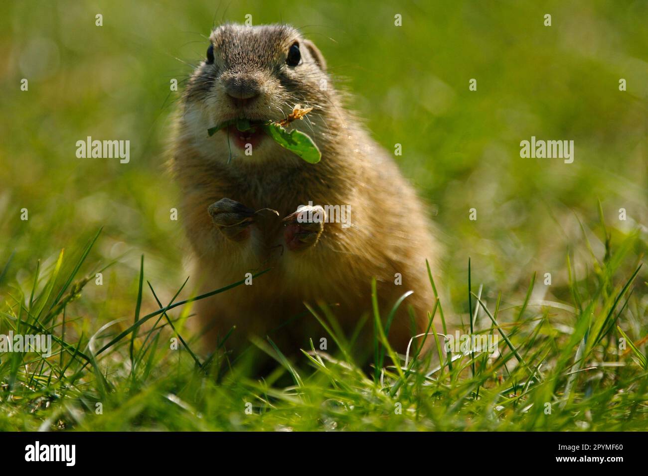 Gopher feeding hi-res stock photography and images - Alamy