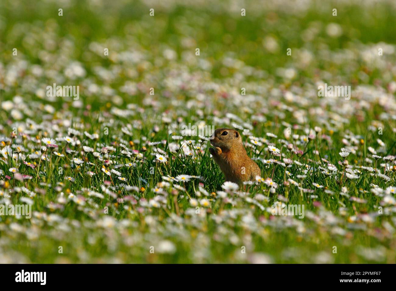 Gopher feeding hi-res stock photography and images - Alamy