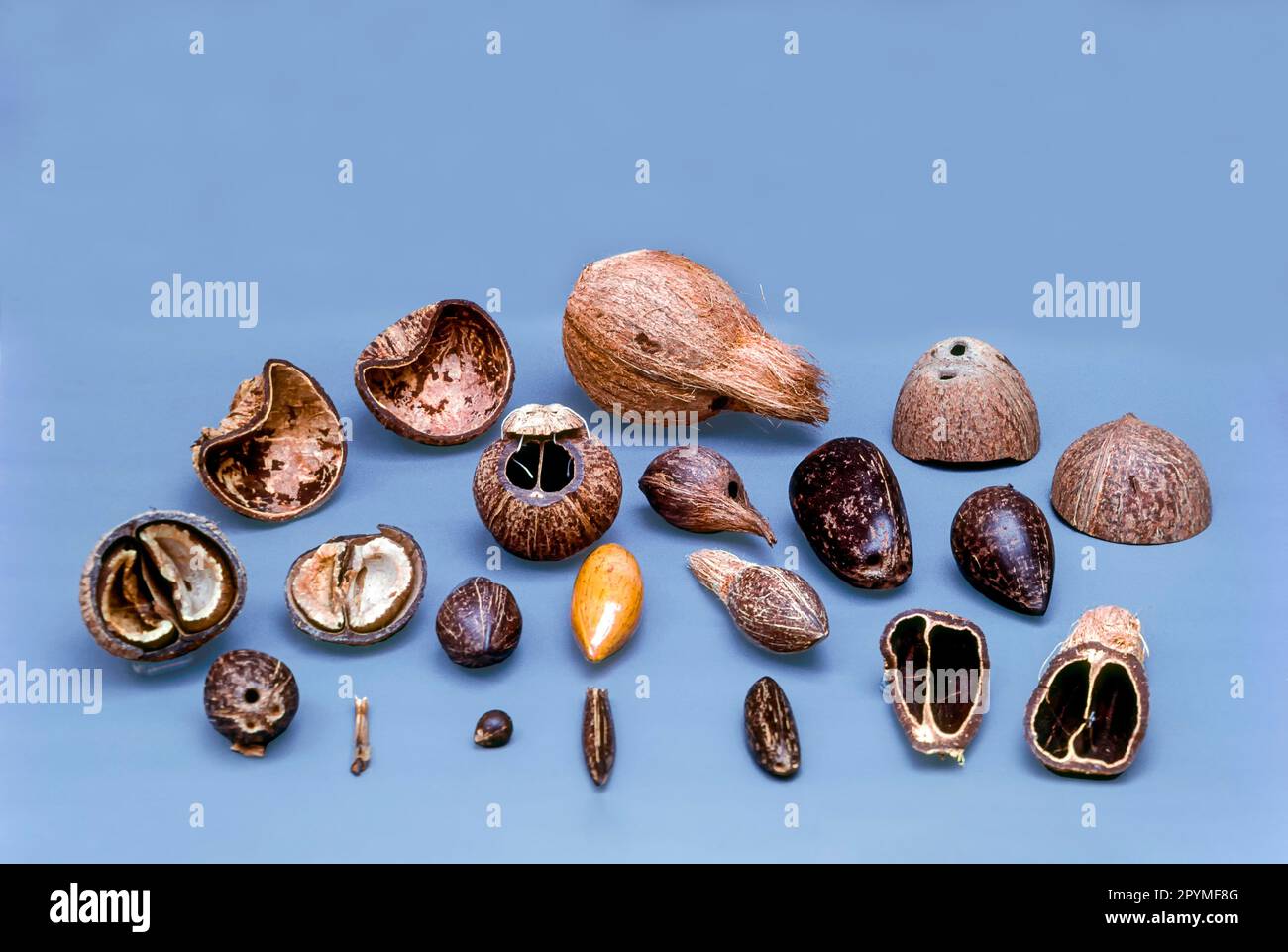 Coconut abnormalities Studio shot, Tamil Nadu, South India, India, Asia ...