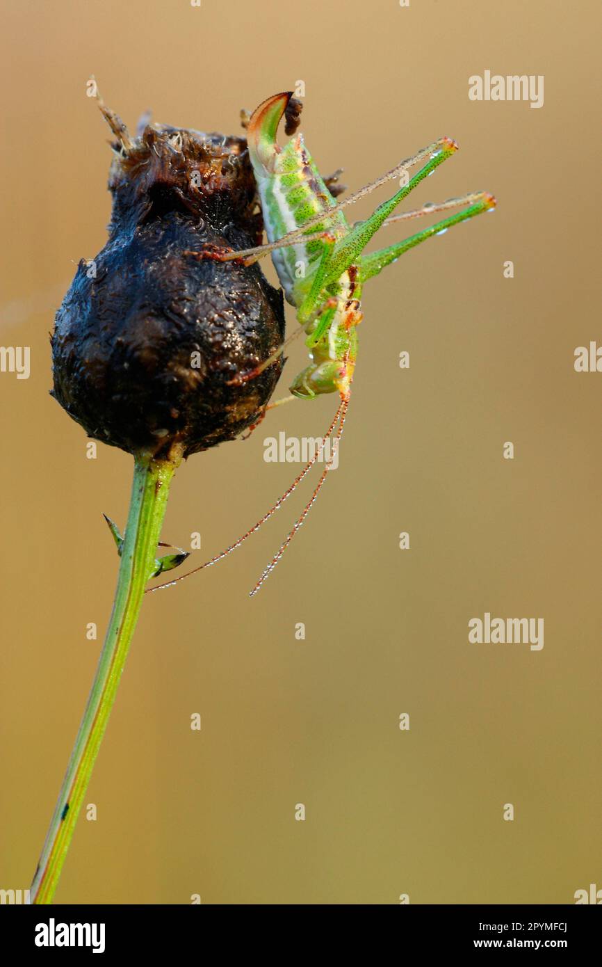 Striped Timor Grasshopper Stock Photo - Alamy