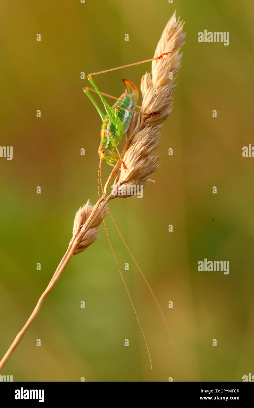 Striped Timor Grasshopper Stock Photo - Alamy