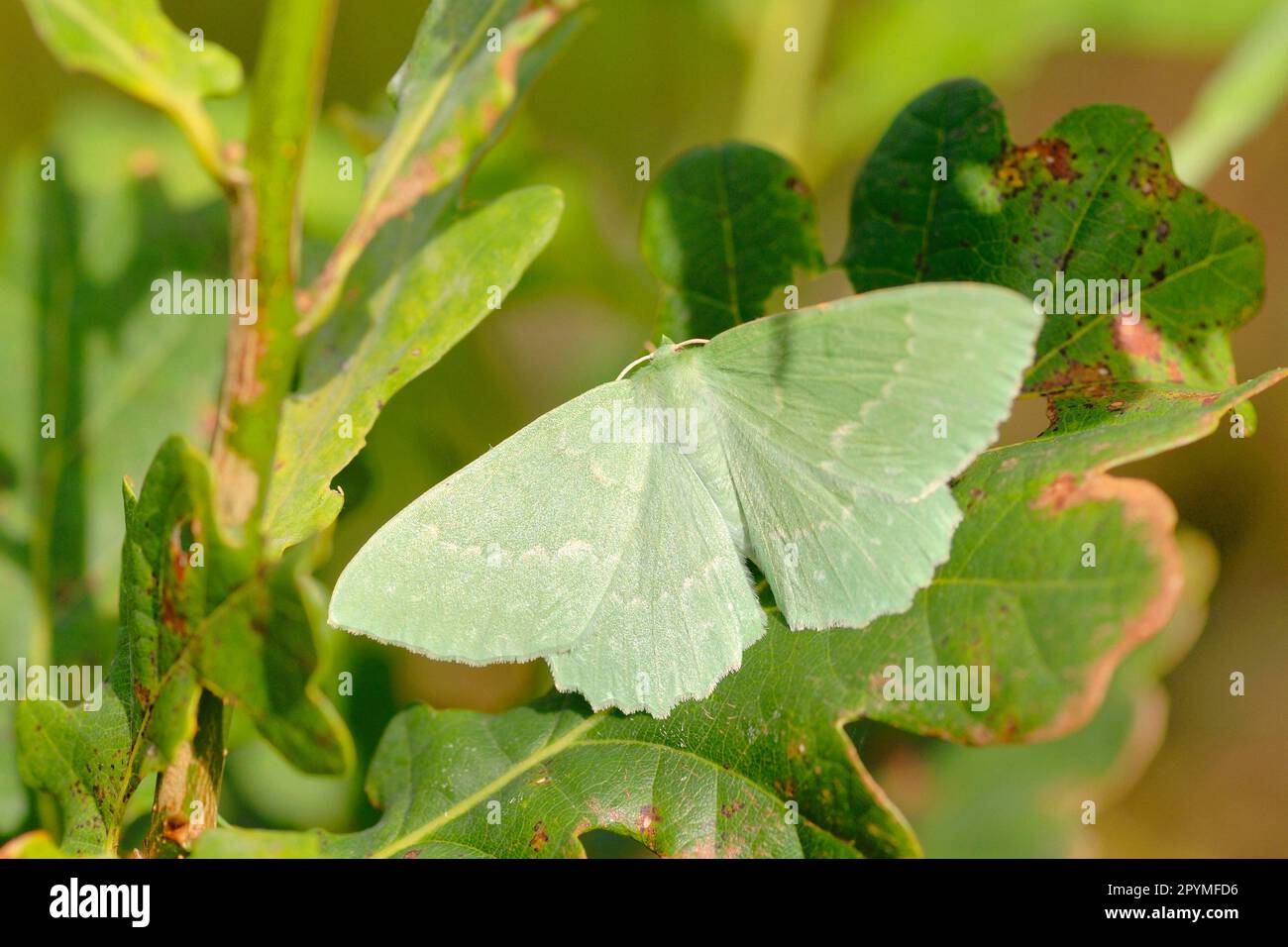 Emerald moth hi-res stock photography and images - Alamy