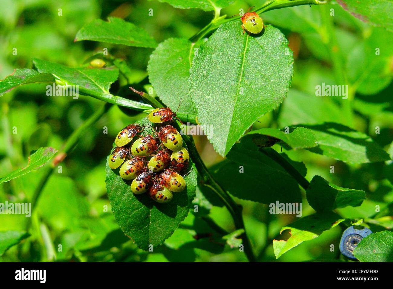 Trefoil spiny bug, nymphs Stock Photo - Alamy