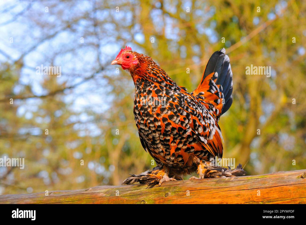 Feather-footed bantam, hen Stock Photo - Alamy