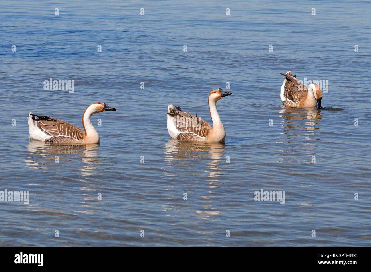 Three goose hi-res stock photography and images - Alamy