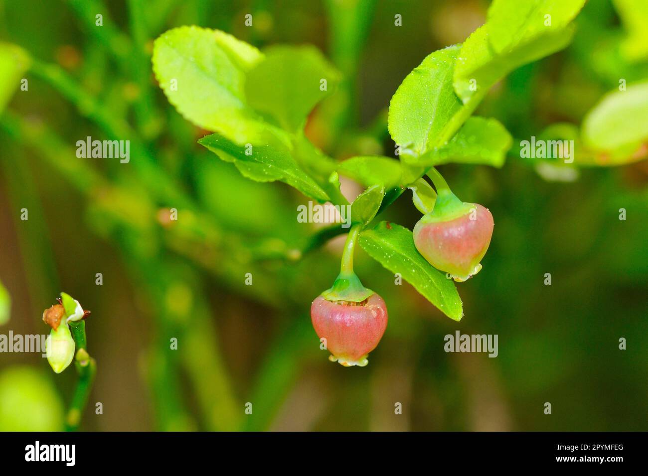 Hayberry hi-res stock photography and images - Alamy