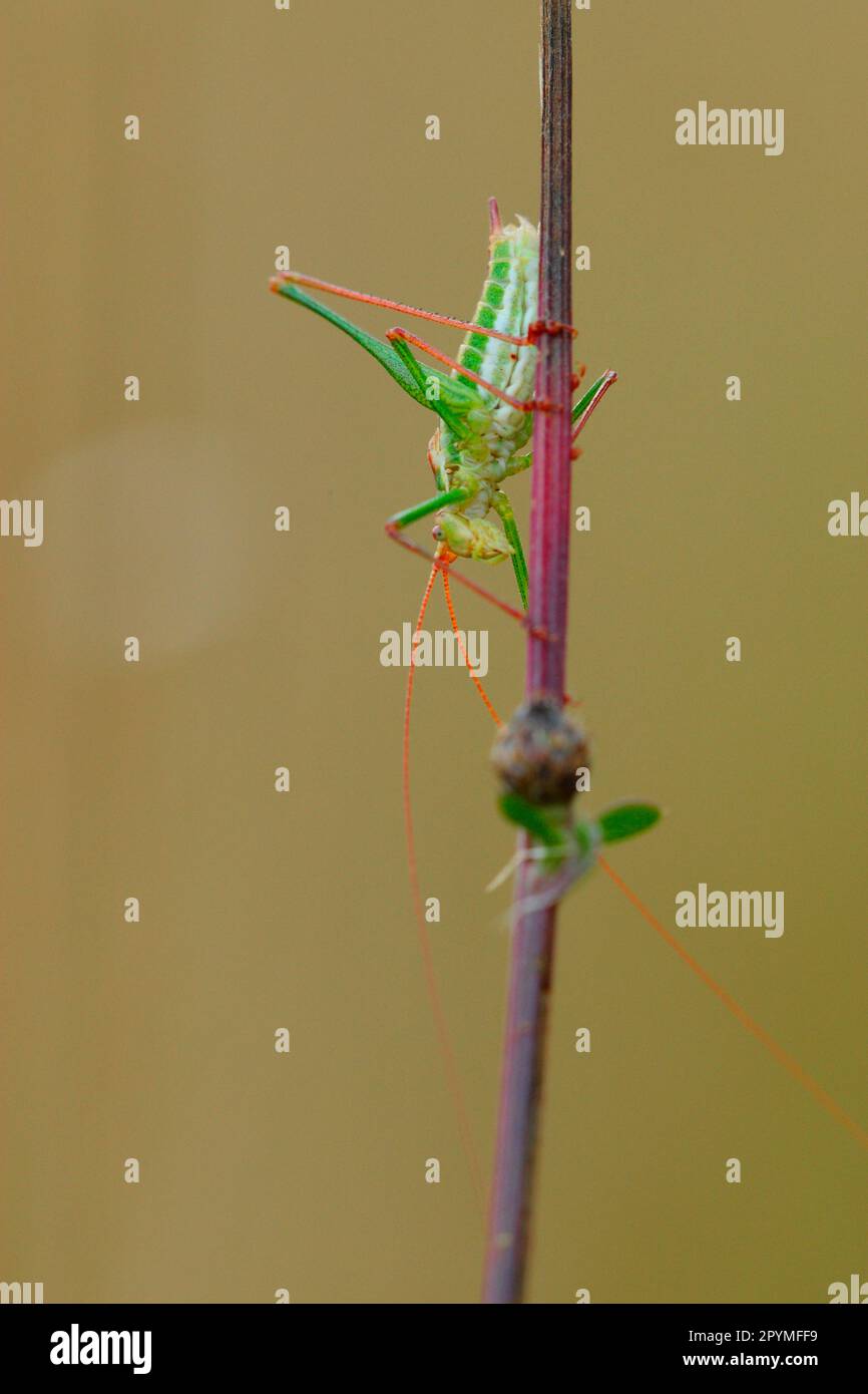 Striped Timor Grasshopper Stock Photo - Alamy