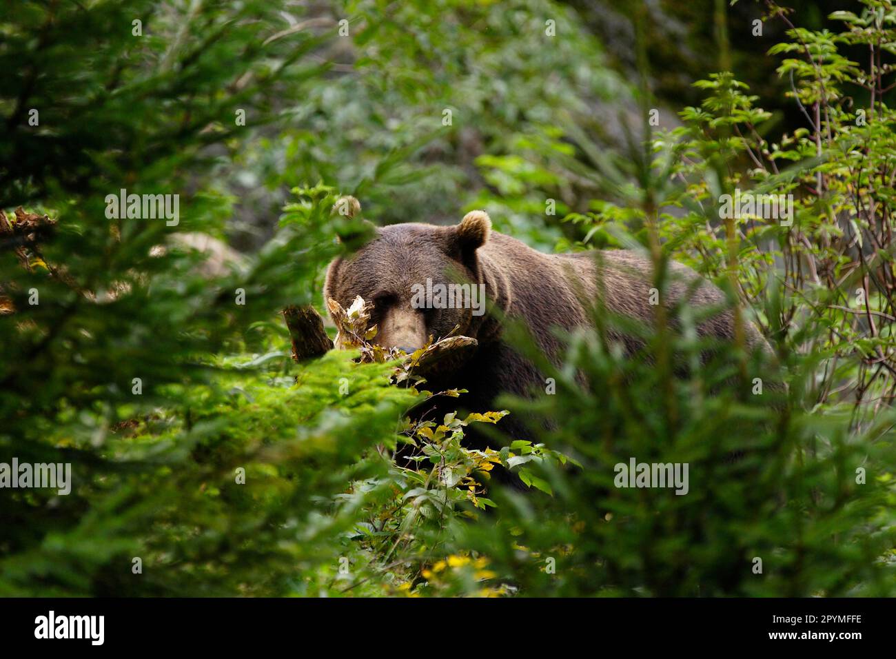 Hidden bear hi-res stock photography and images - Alamy
