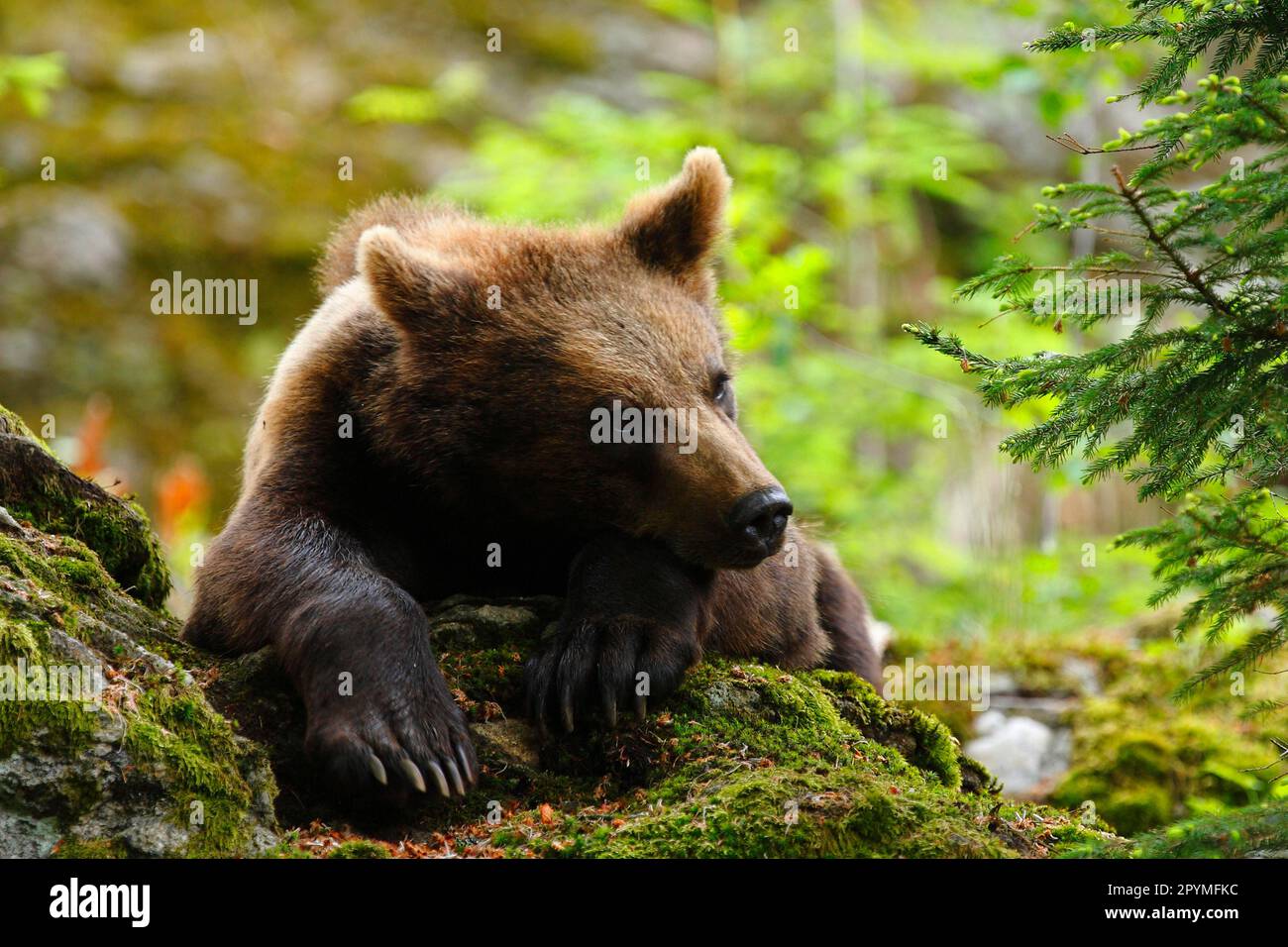 European brown bear Stock Photo - Alamy