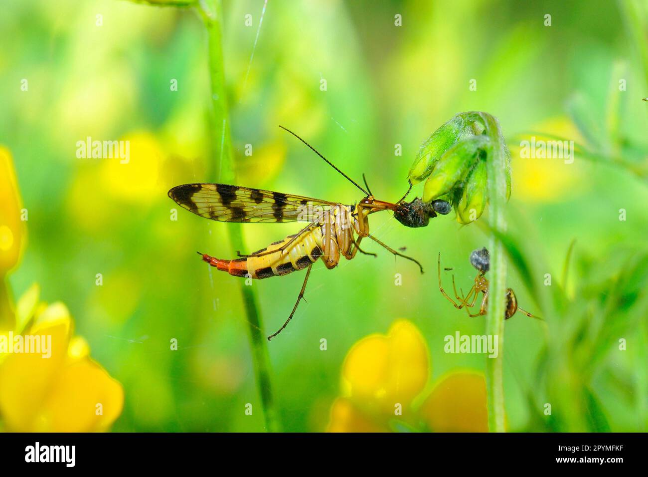 Scorpion fly hi-res stock photography and images - Alamy