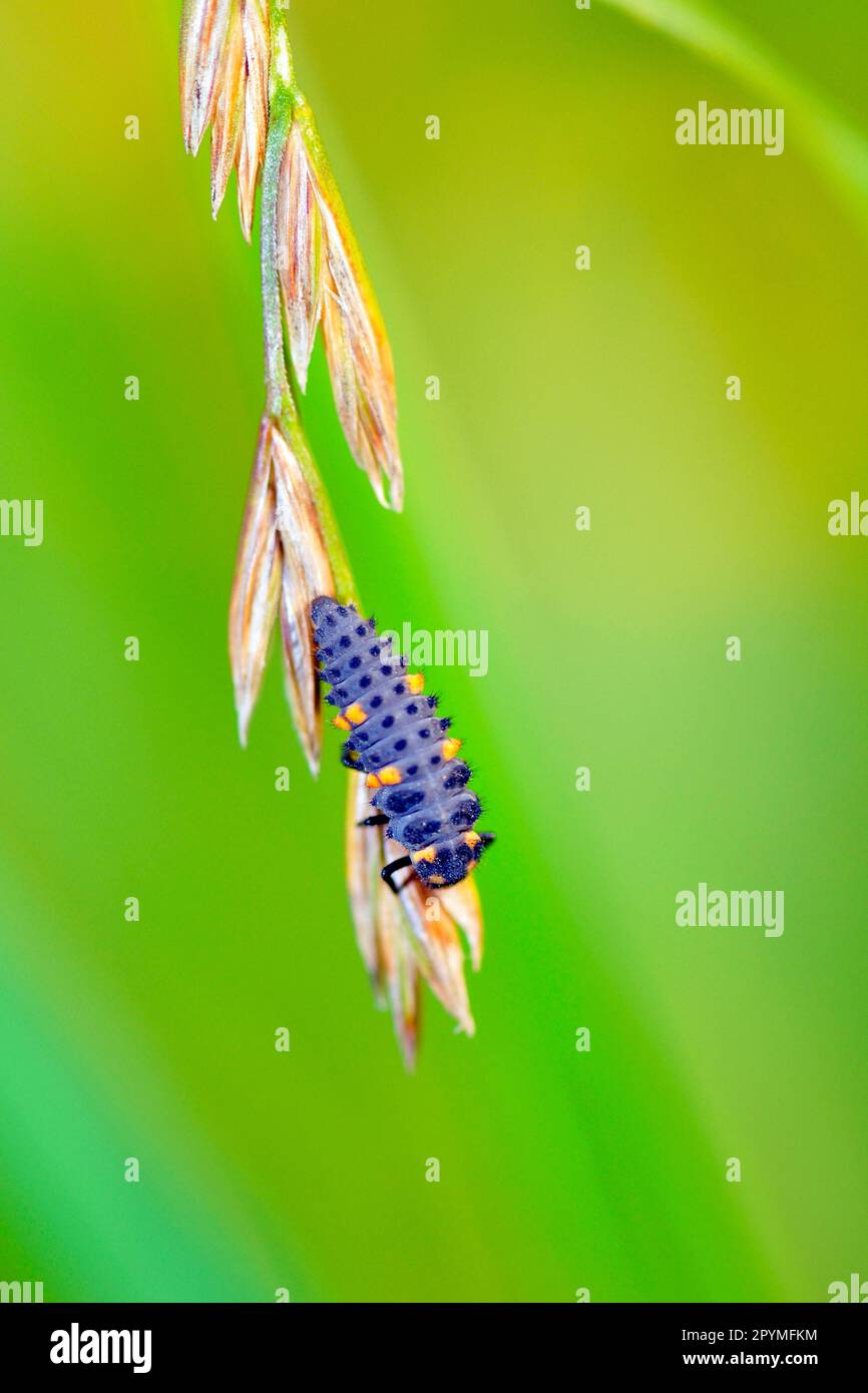 Five-spot ladybird, larva Stock Photo - Alamy