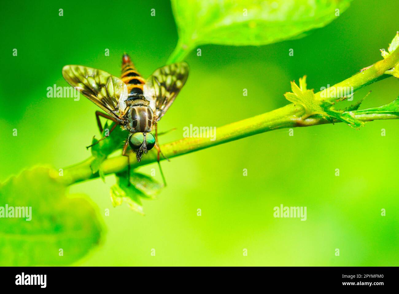 Ibis with insect hi-res stock photography and images - Alamy