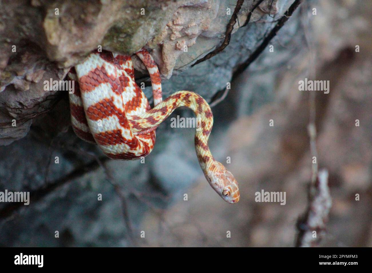 Australian tree snake hi-res stock photography and images - Alamy