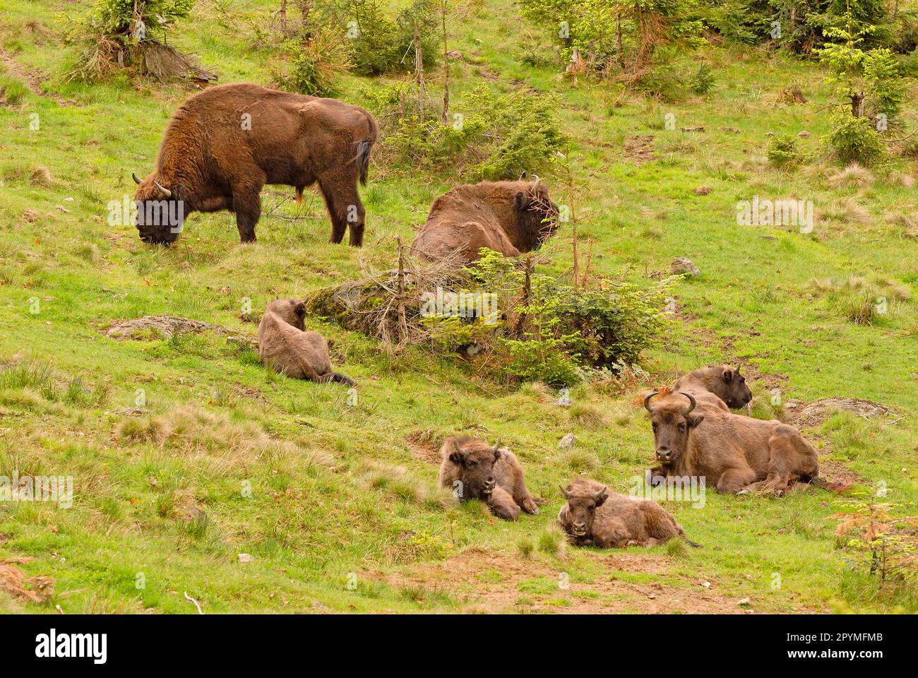 Male female bison stand hi-res stock photography and images - Alamy