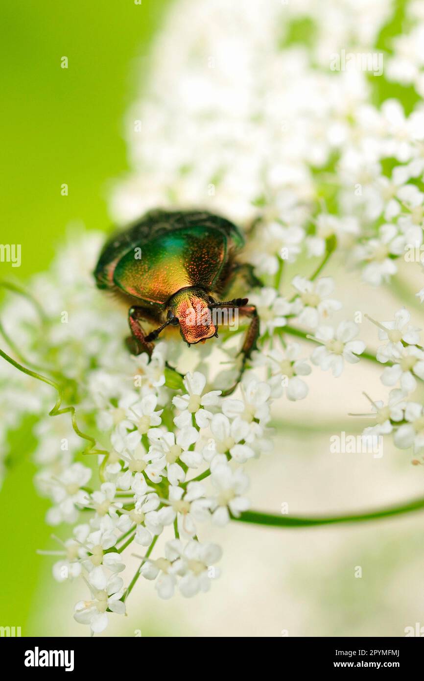 Adult chafer beetle hi-res stock photography and images - Alamy